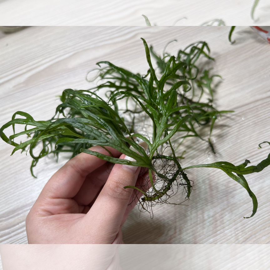 Аквариумные растения пароротники криптокорина