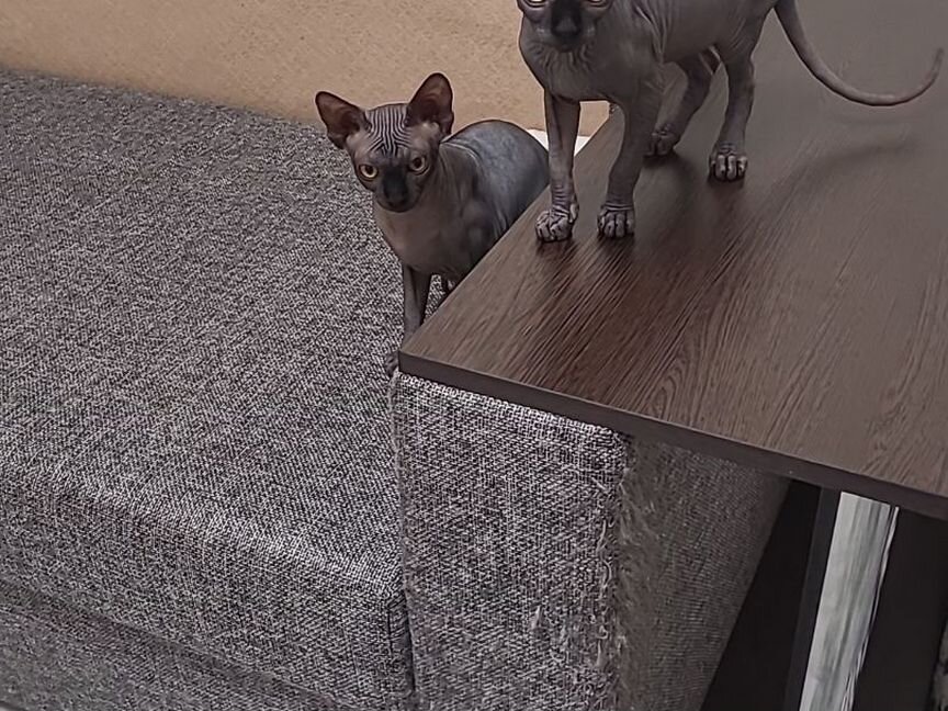 Канадский сфинкс котята бесплатно