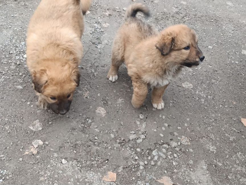 Щеки в добрые руки