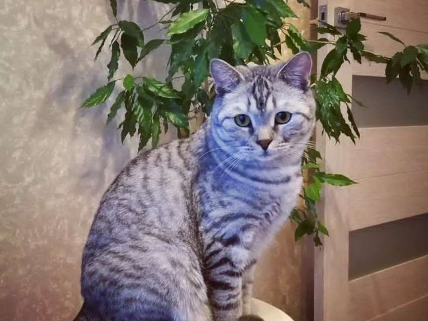 Кот-Вискас