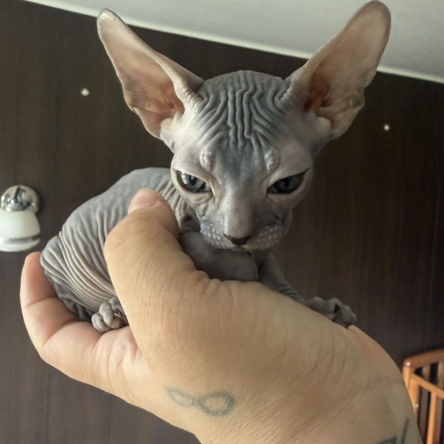 Донской сфинкс котёнок