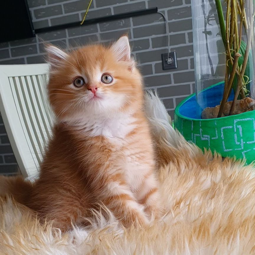 Сибирский котёнок