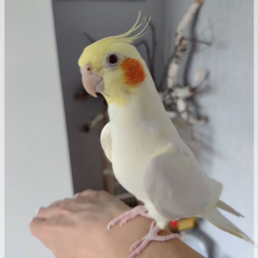 Попугай корелла мальчик