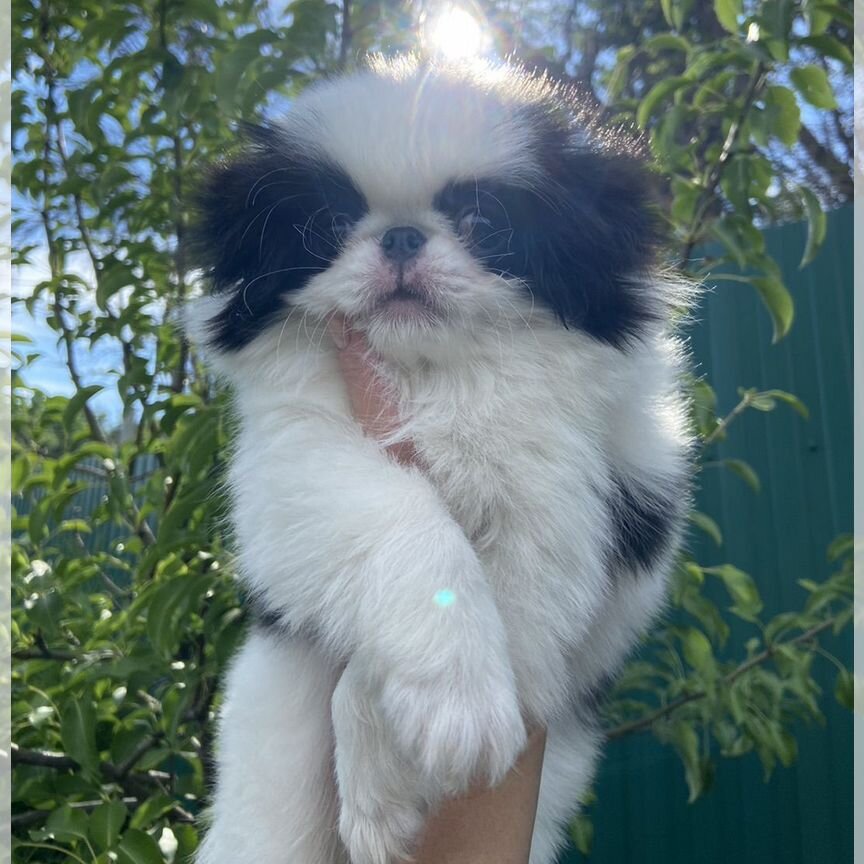 Японский хин, щенок
