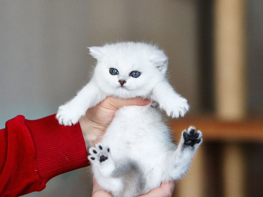 Серебристая шиншилла котята