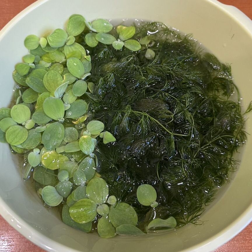 Аквариумное растение