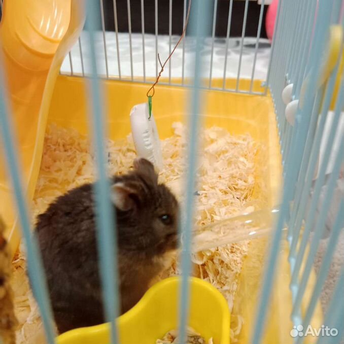 Продается джунгарский хомячок с клеткой