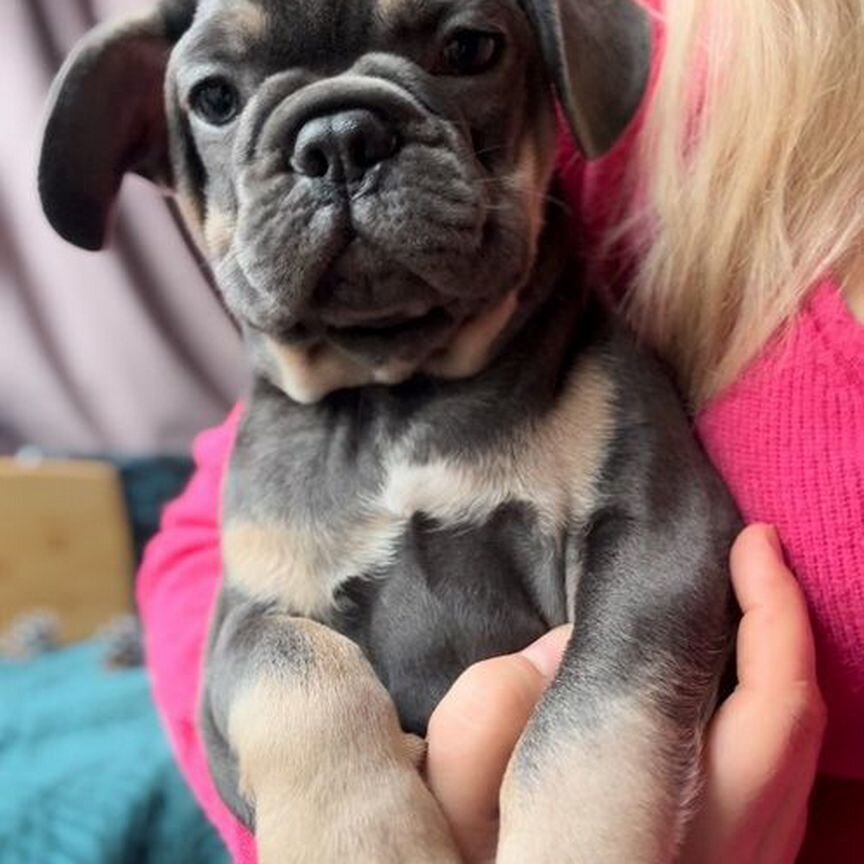 Мальчик 3 мес готов к отправке голубой подпал