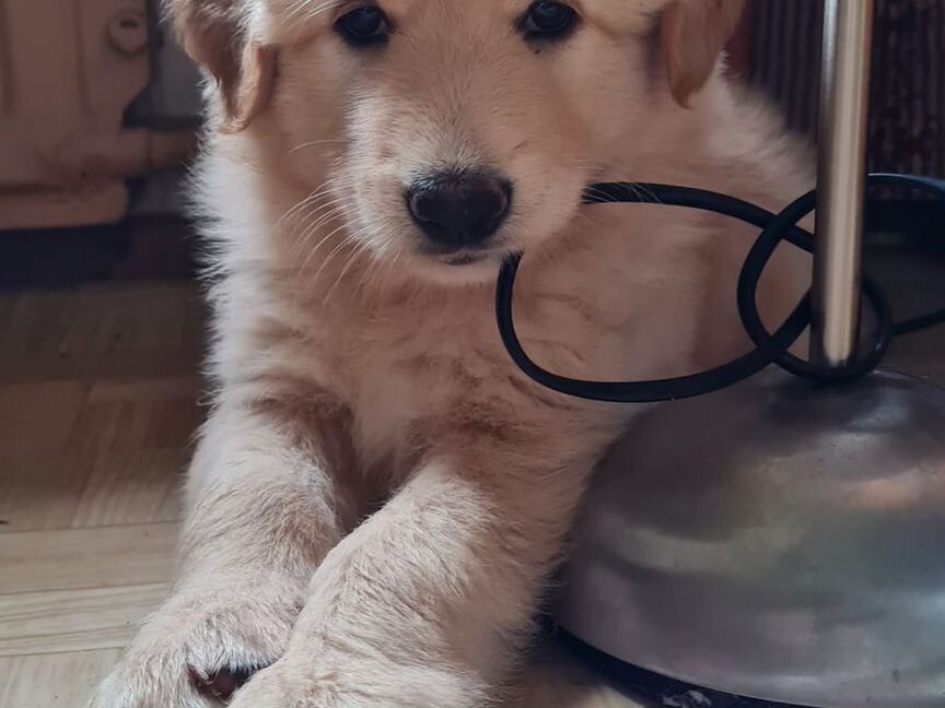 Щенок в добрые руки бесплатно