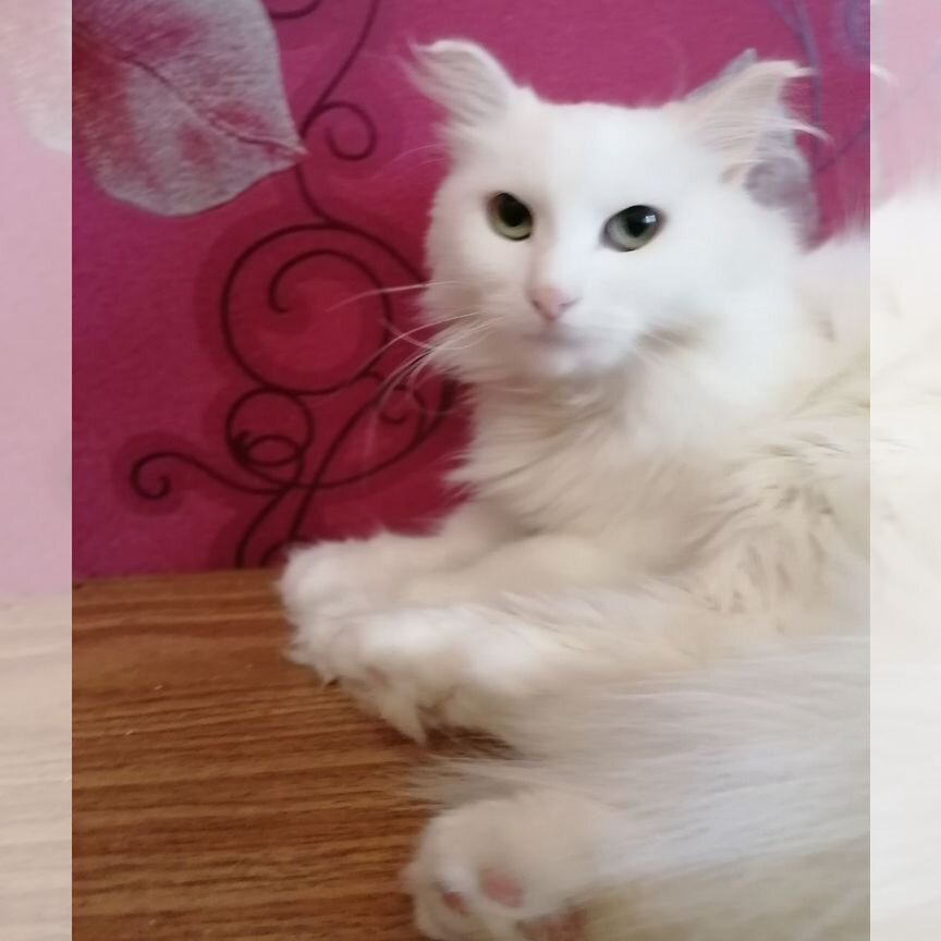 Белоснежка в добрые руки