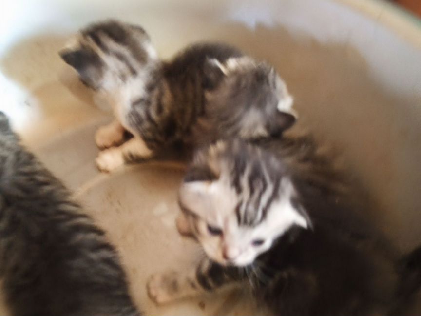 Котята помесь шотландско-британцы