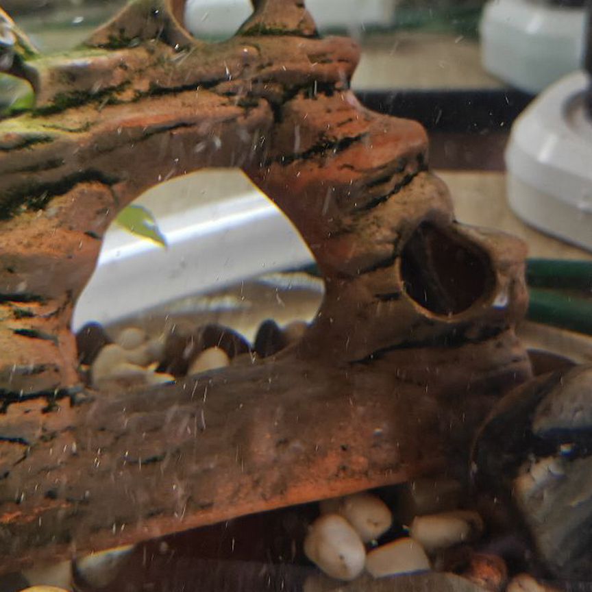 Сом анциструс взрослый