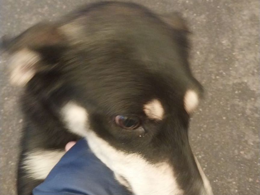 Отдам в добрые руки имя Кира боится автобусов и по