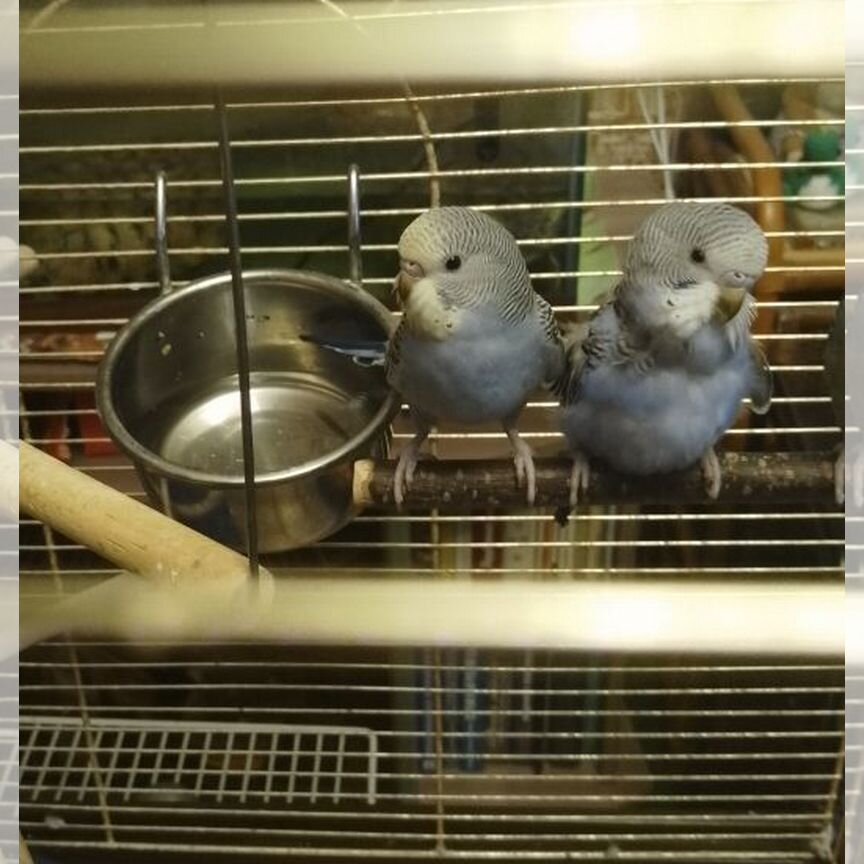 Волнистый попугай птенцы самцы