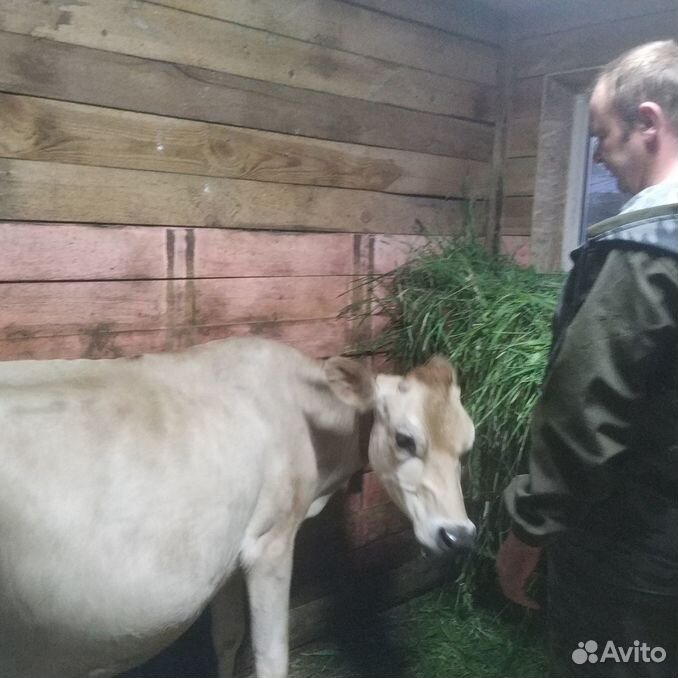 Джерсейская корова купить