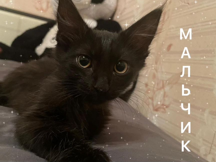 Котенок добрые руки