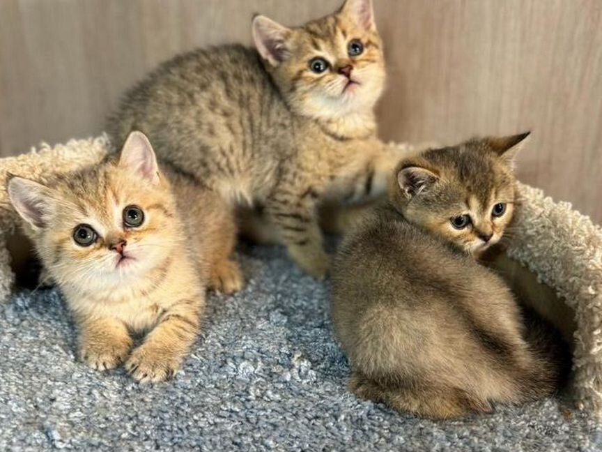 Британские котята