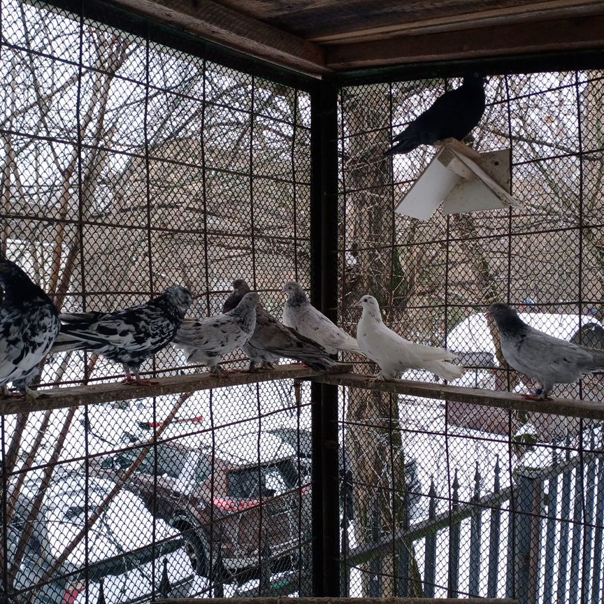 Голуби 2023 - 24 г