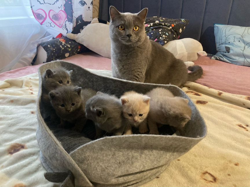 Британские котята