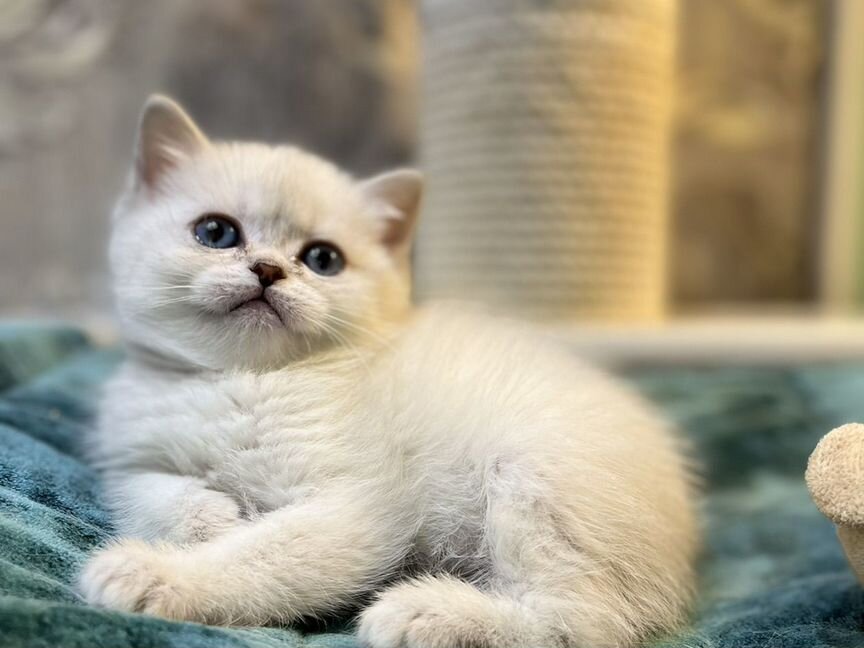 Шотландская голубоглазая девочка