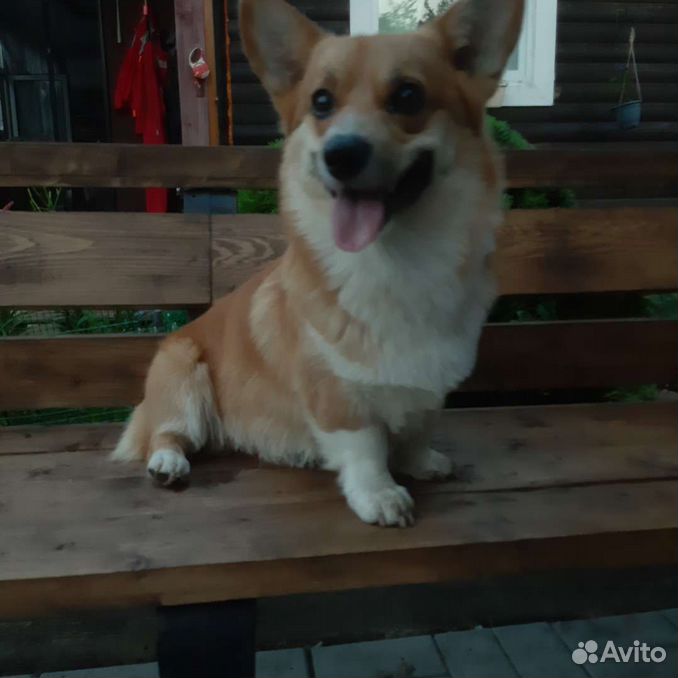 Вельш-корги пемброк мальчик вязка