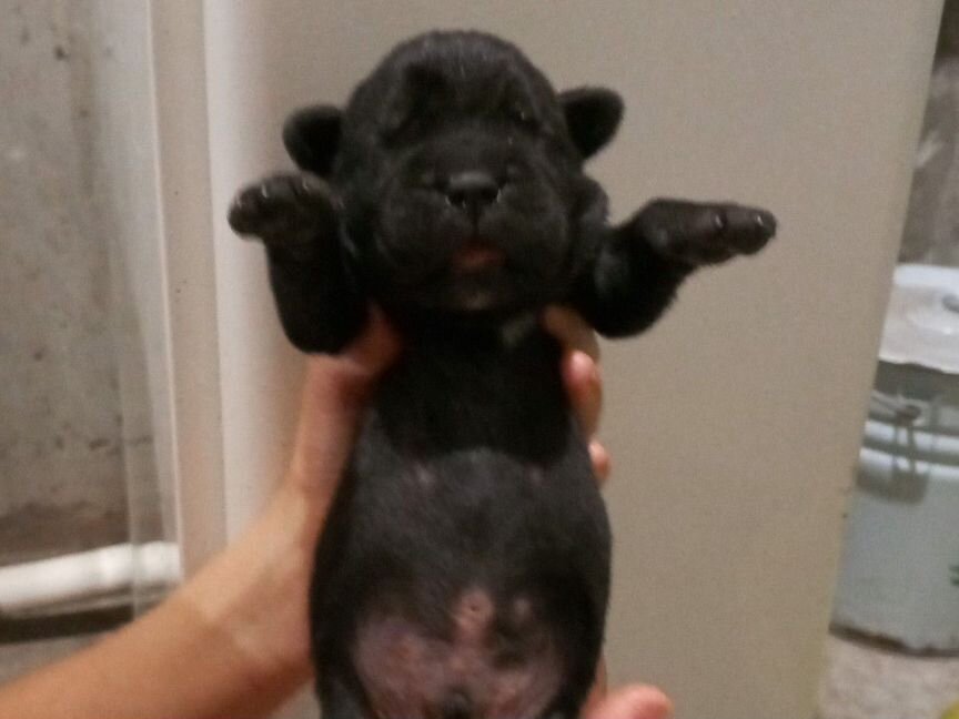 Щенки кане корсо
