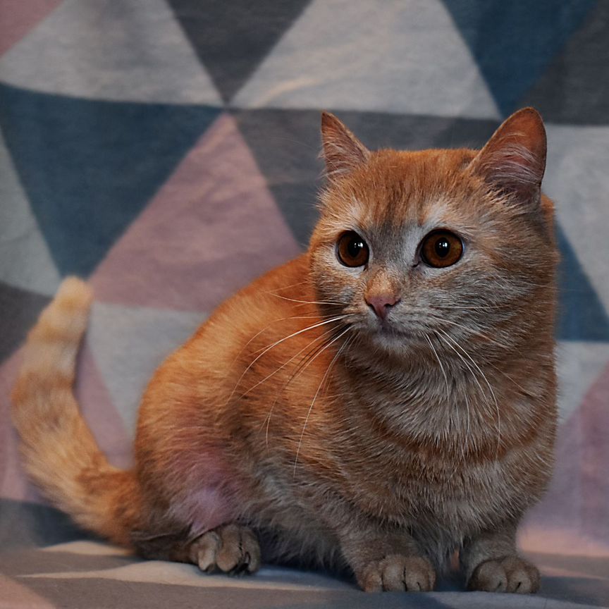 Кошечка
