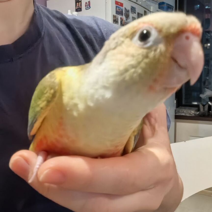 Попугай пиррура птенец