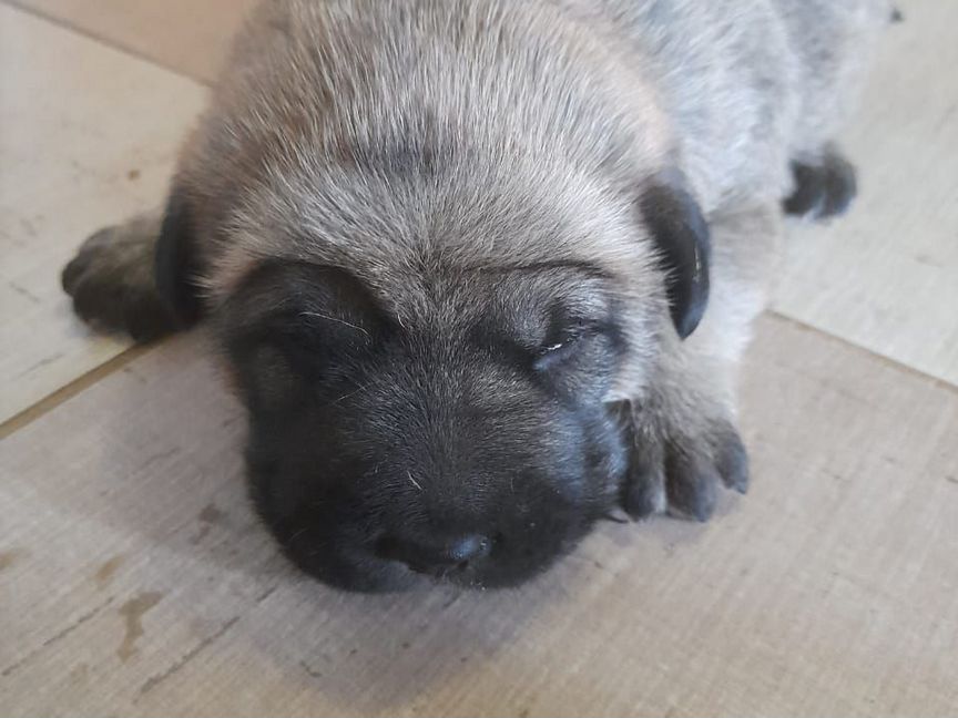 Щенок кобель