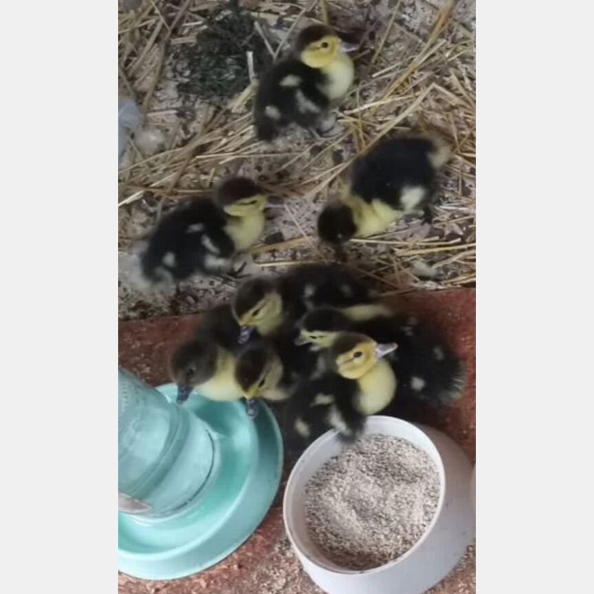 Мускусные индоутята