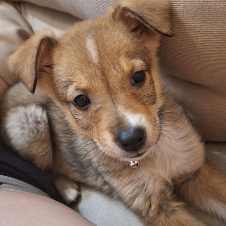 Щенок в добрые руки