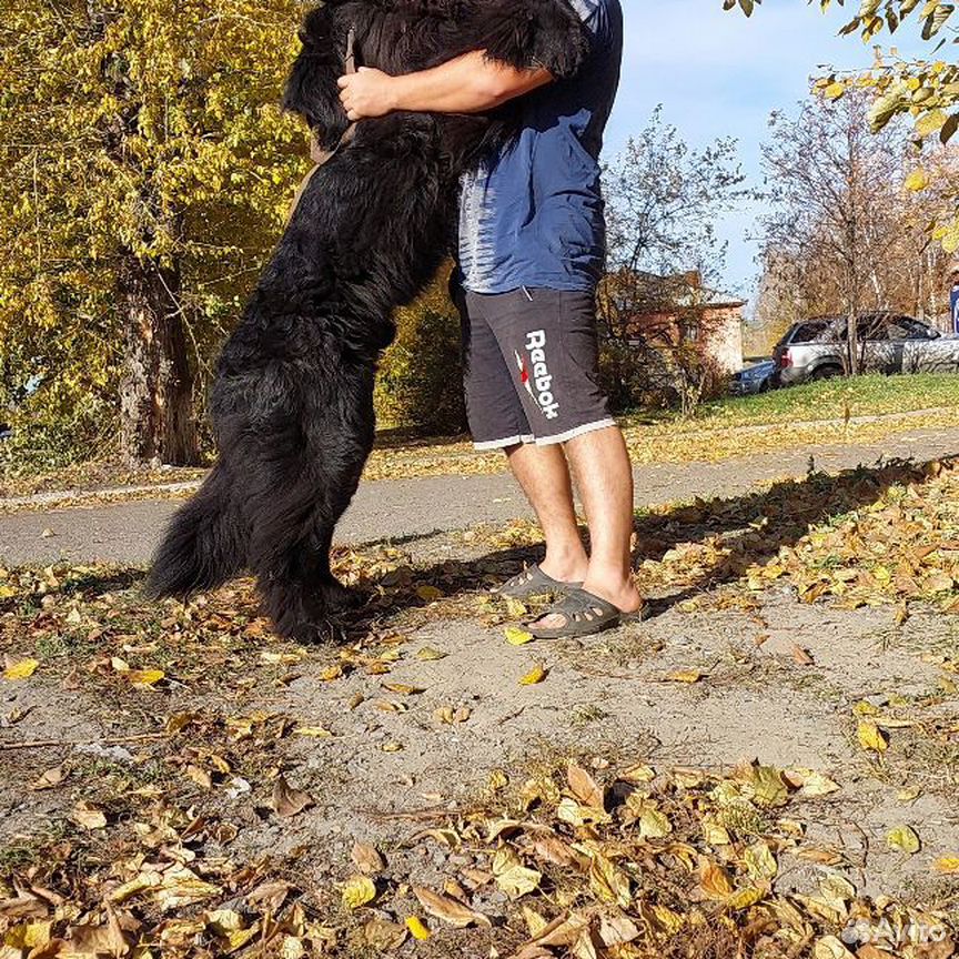 Ньюфаундленд вязка