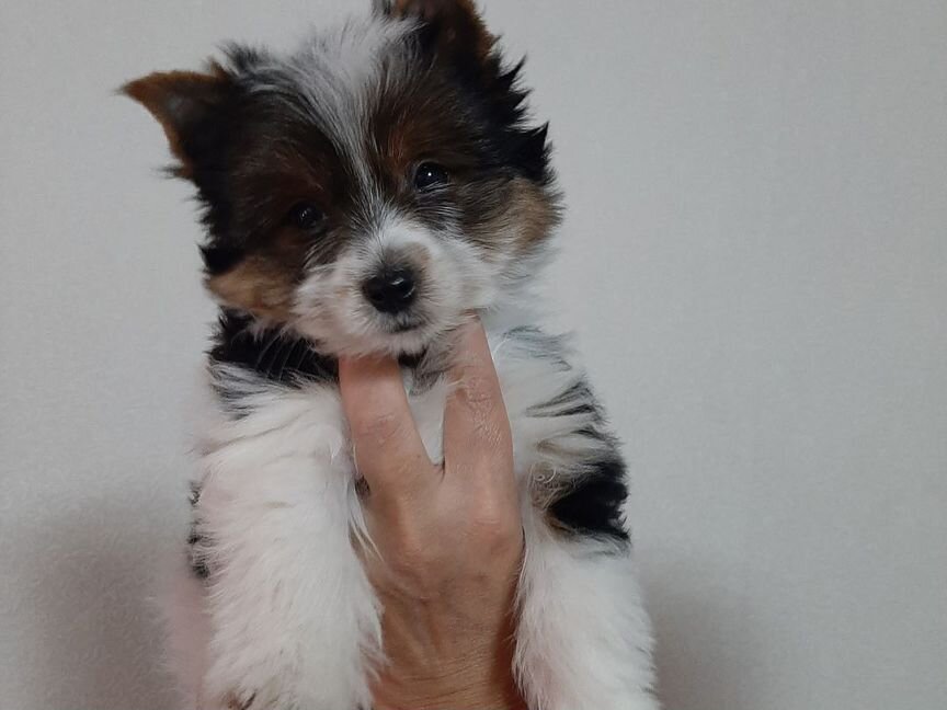 Щенки и собаки