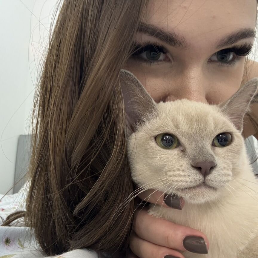 Бурманская лиловая