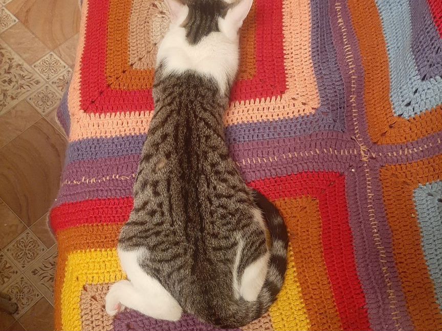 Кошка в дар бесплатно