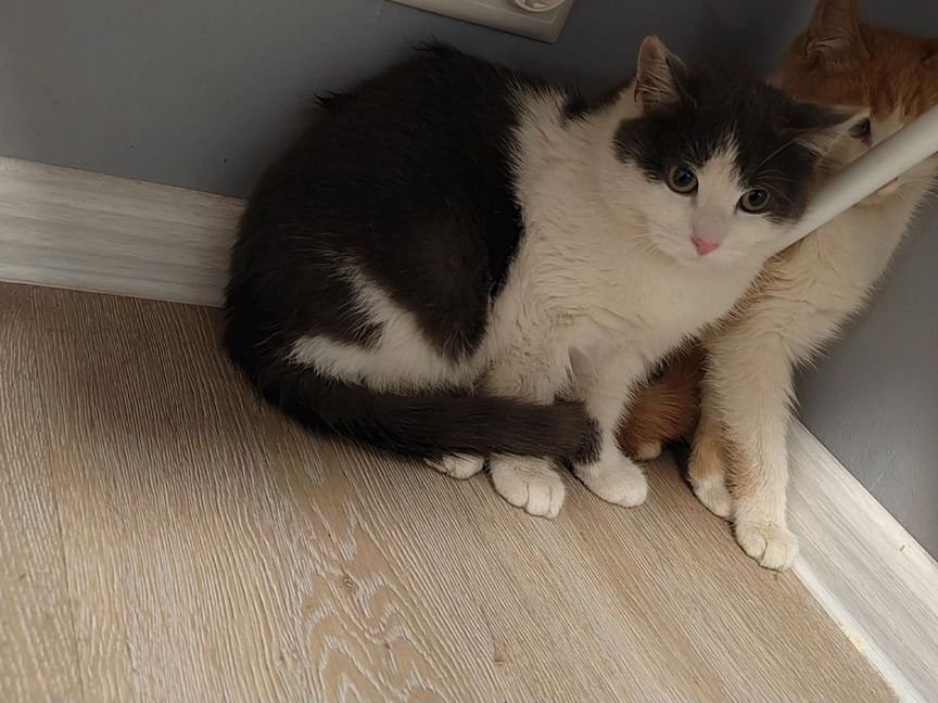 Кошки в добрые руки бесплатно