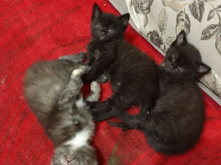 Котята от кошки-охотницы и умницы