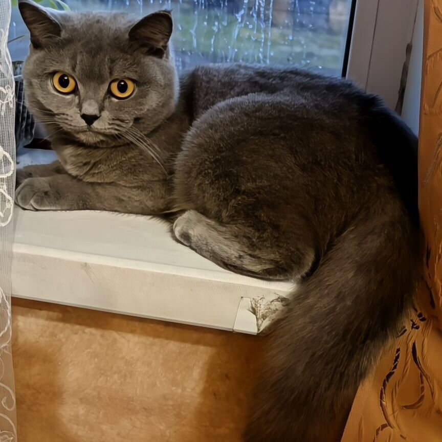 Британский короткошёрстный котёнок