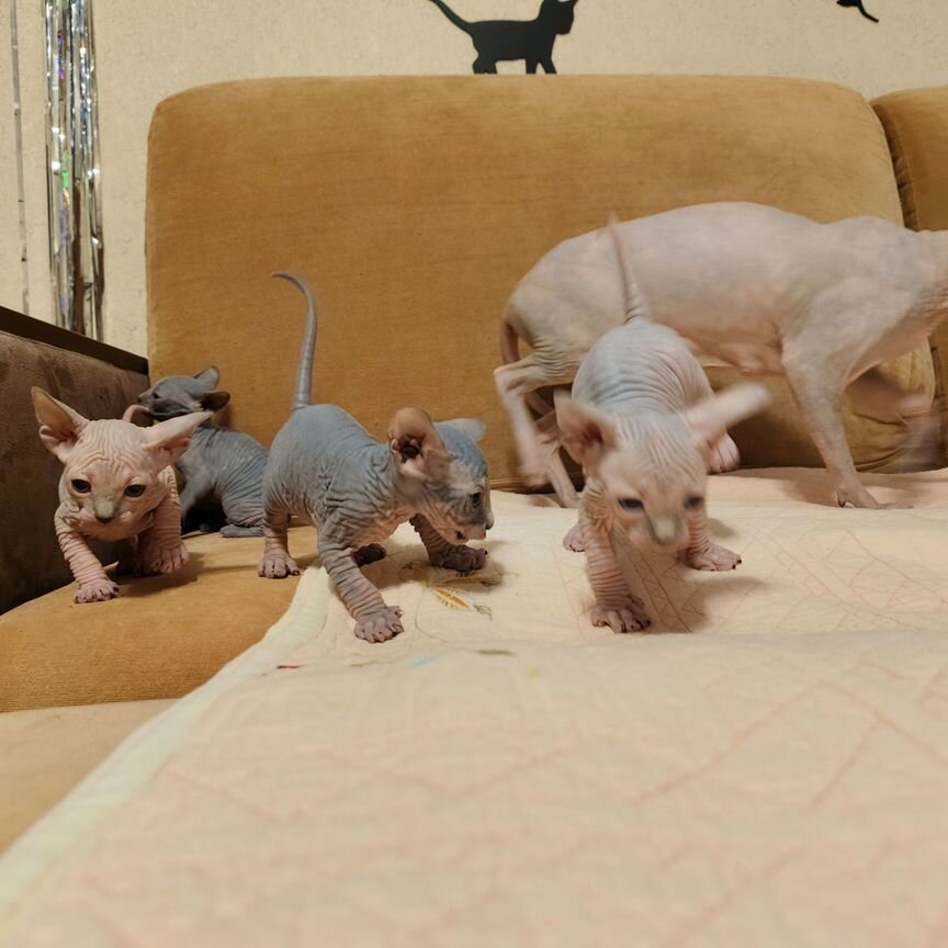 Котята сфинкс