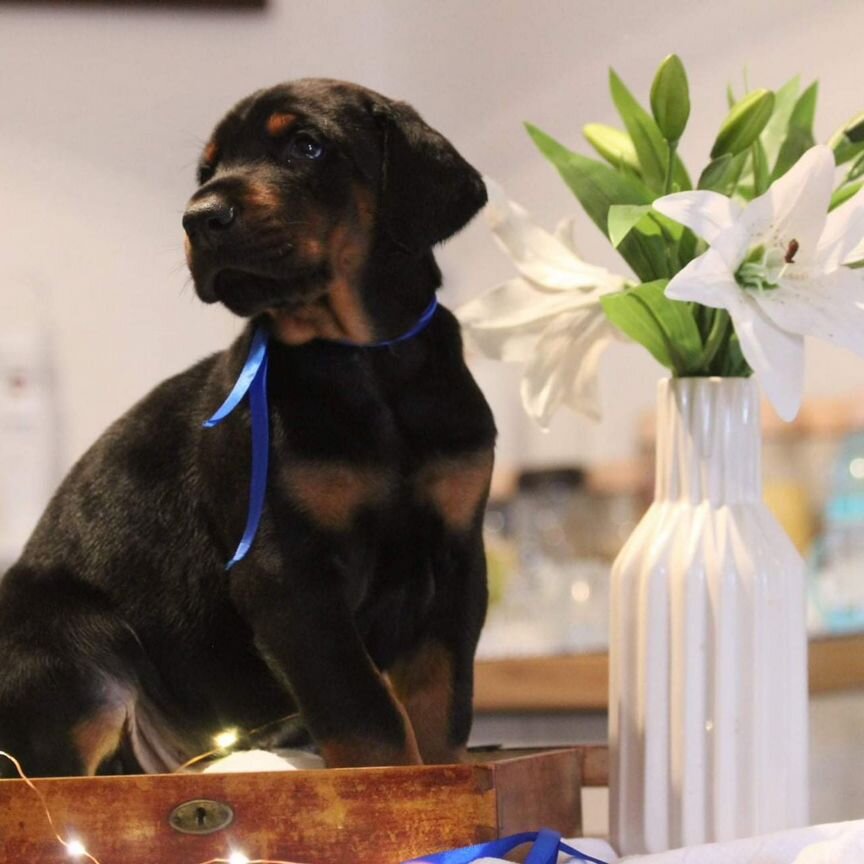 Щенки Добeрмaна