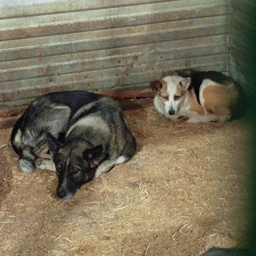 Собаки смертники