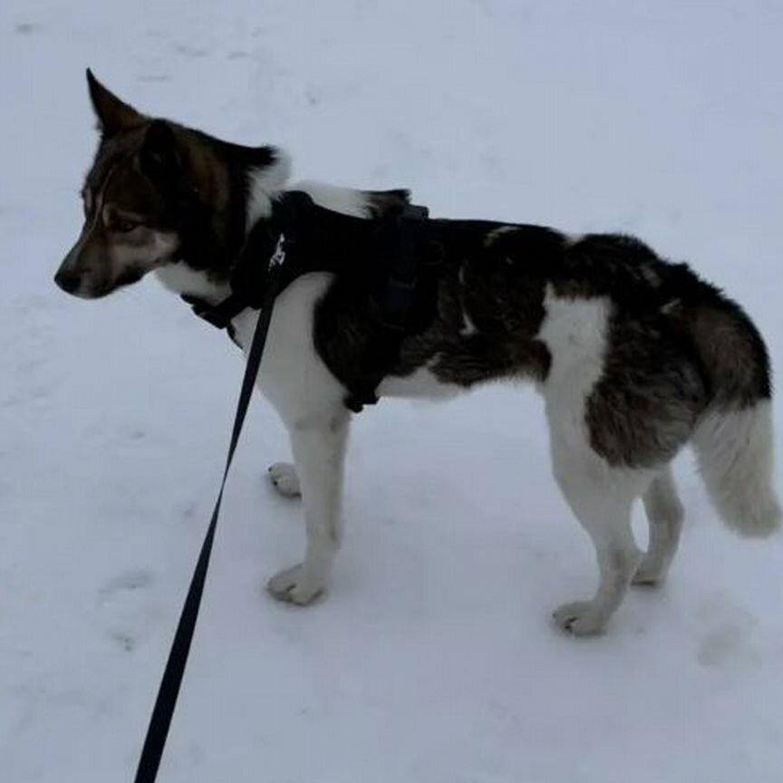 Сибирский хаски, щенок