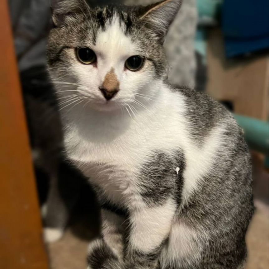Кот Тишка