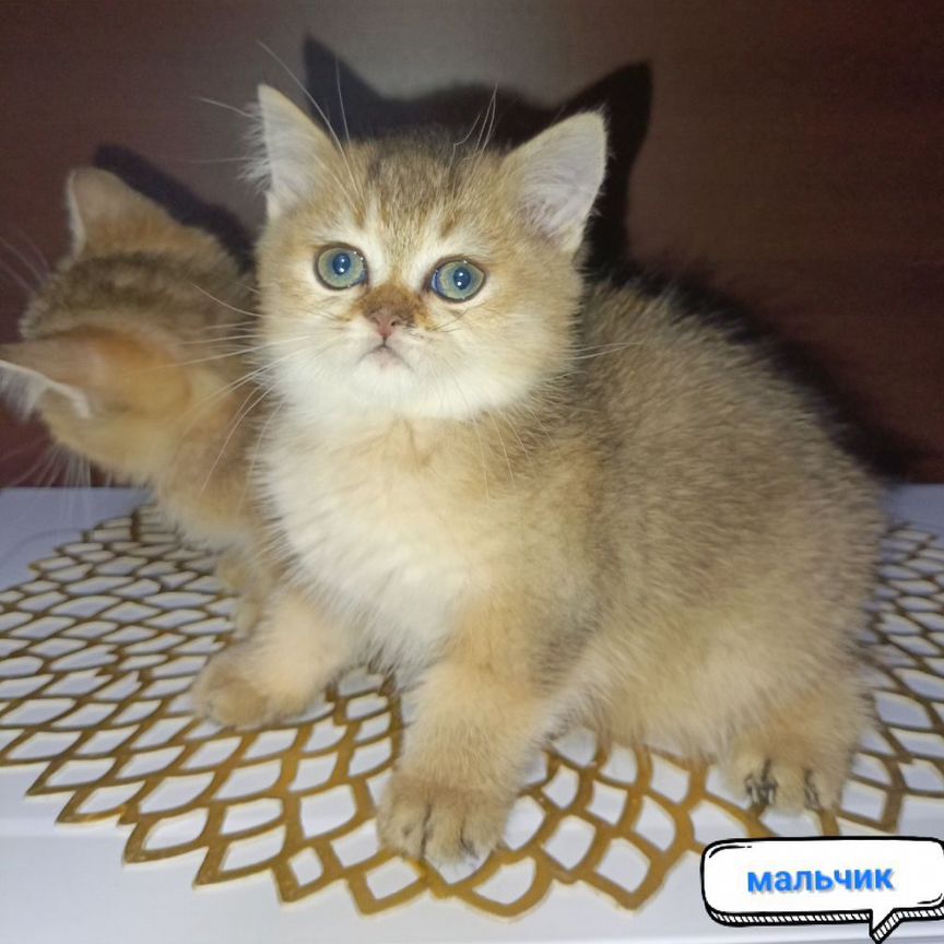 Шиншилловые котодетки скоттиш страйт