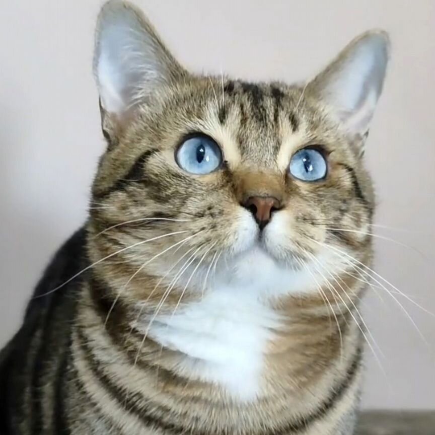 Манчкин, взрослый кот