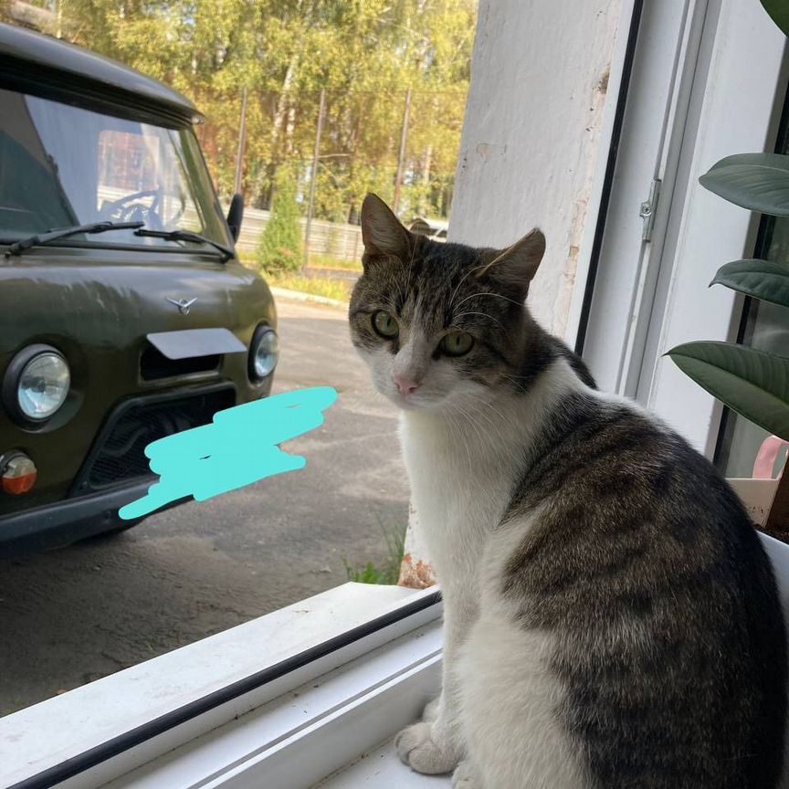 Котик в добрые руки