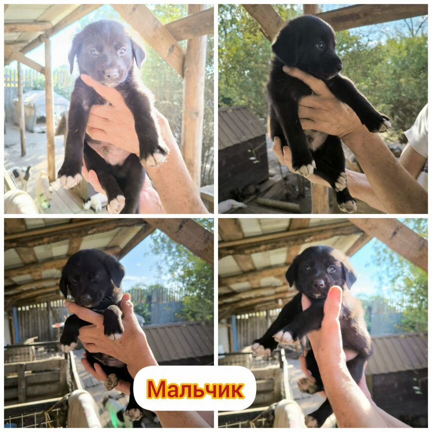 Щенки бесплатно