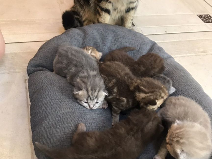 Британские котята