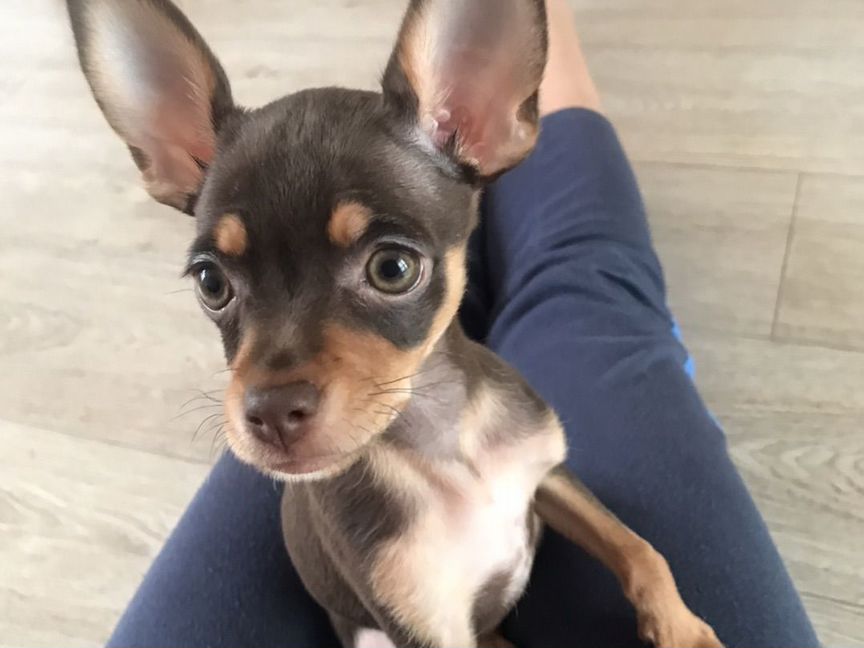 Той-терьер щенок 4 мес