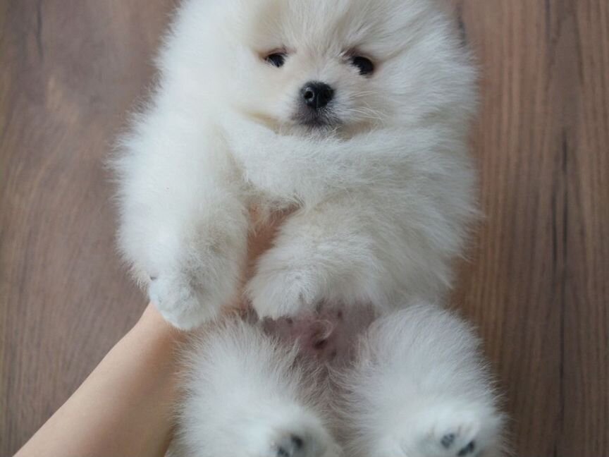 Померанский шпиц мини